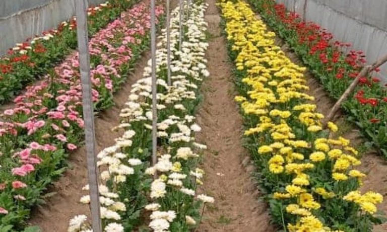 Commercial Floriculture emerging as new form of employment – Statetimes