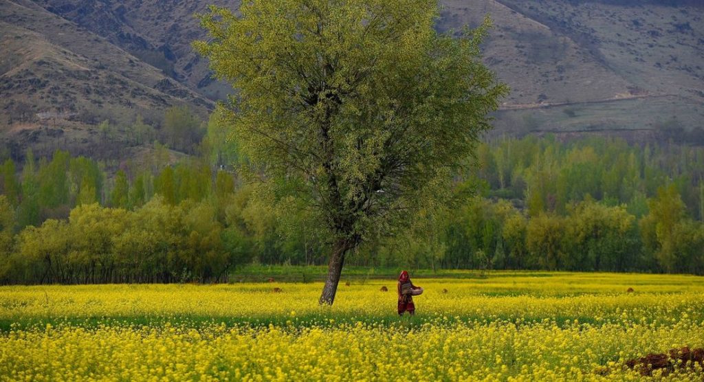 Yellow revolution hits Kashmir as mustard farming becomes popular ...