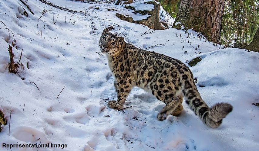 Presence of snow leopard confirmed through camera trap in Kishtwar High ...