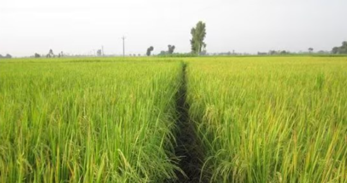 J&K authorities plan revival of aromatic rice Mushk Budji, expand ...